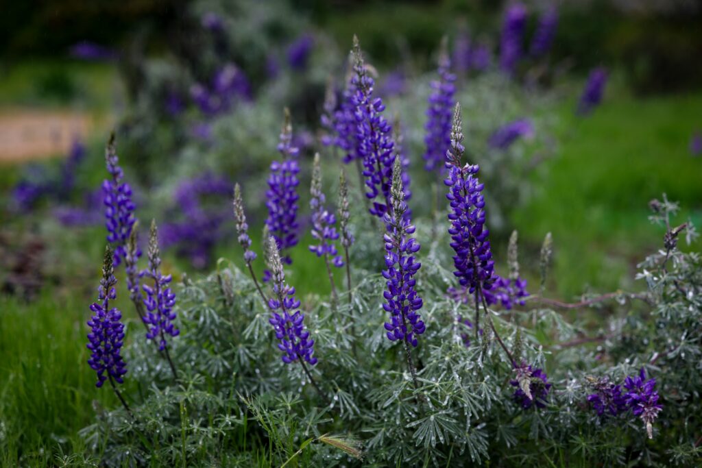 November 16 Learning Hour: Pollinator Gardens & Native Plants with ...